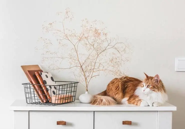 Mimari Expert | Pet-Friendly Interior Design for Istanbul Apartments